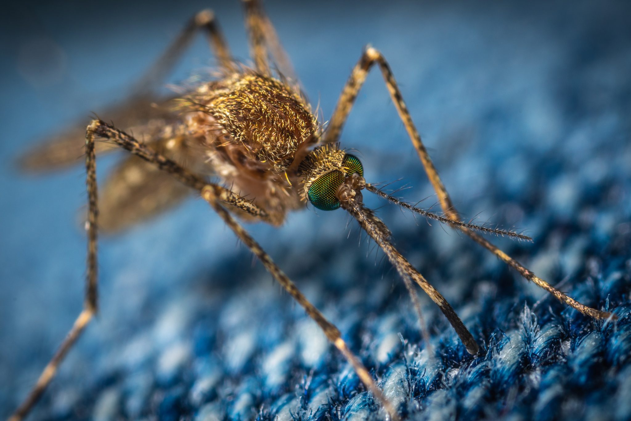 Mosquitoes Are Seeing Red: Why New Findings About Their Vision Could ...