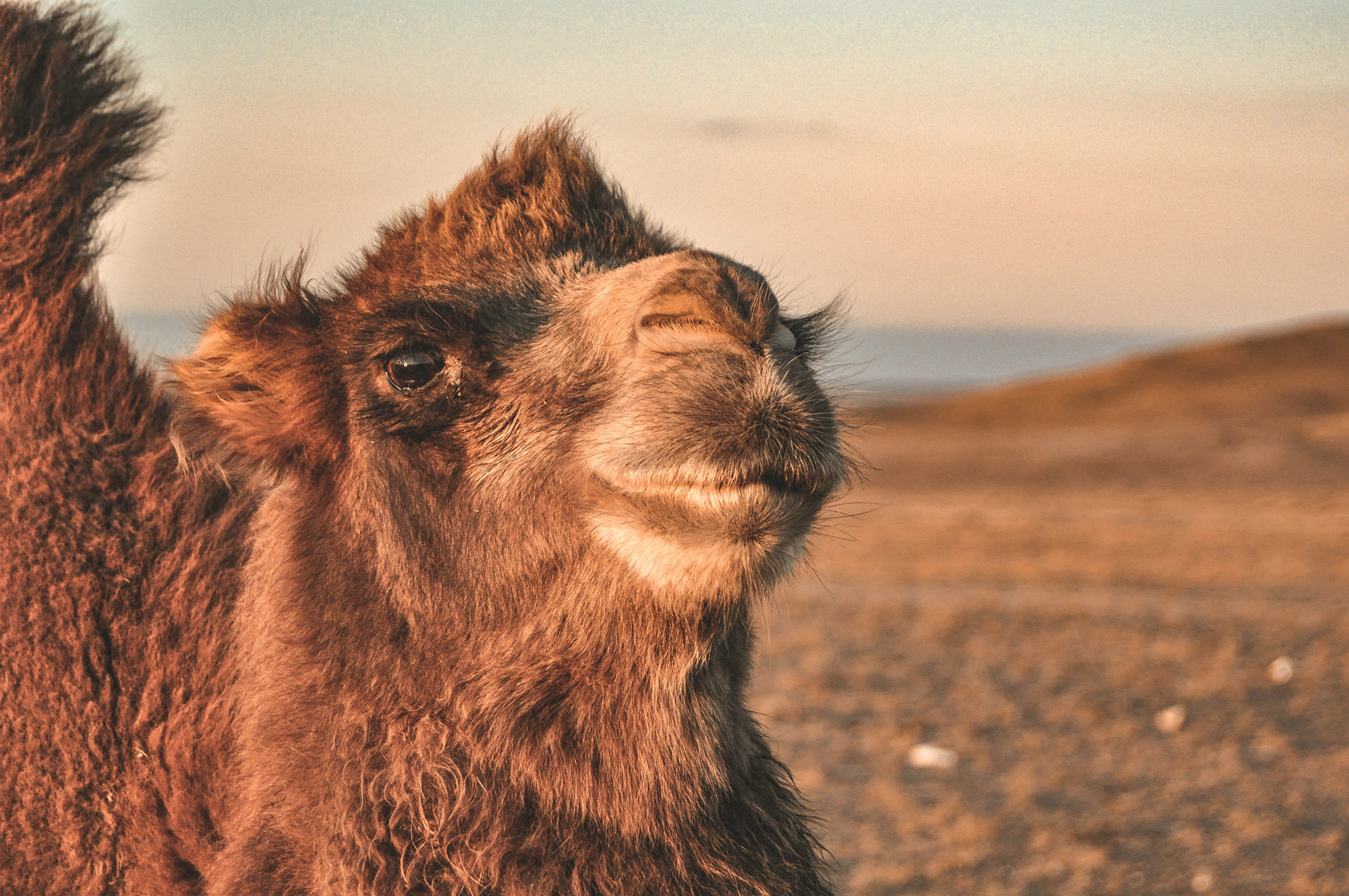 Camel Antibodies Can Fight Prostate Cancer, Study Shows