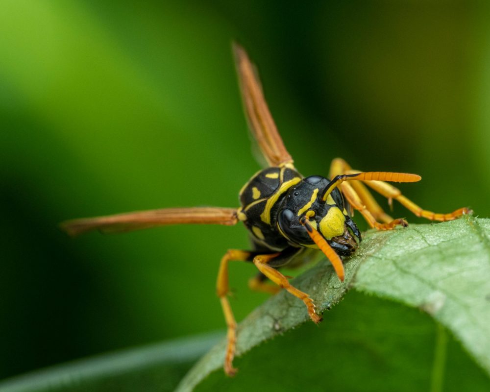 Booze-Proof Hornets Could Hold Key to Studying Alcoholism - Amazing ...